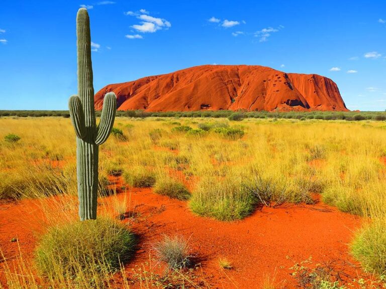 What is a “Cowboy Cactus”? - Cactus Culture Australia