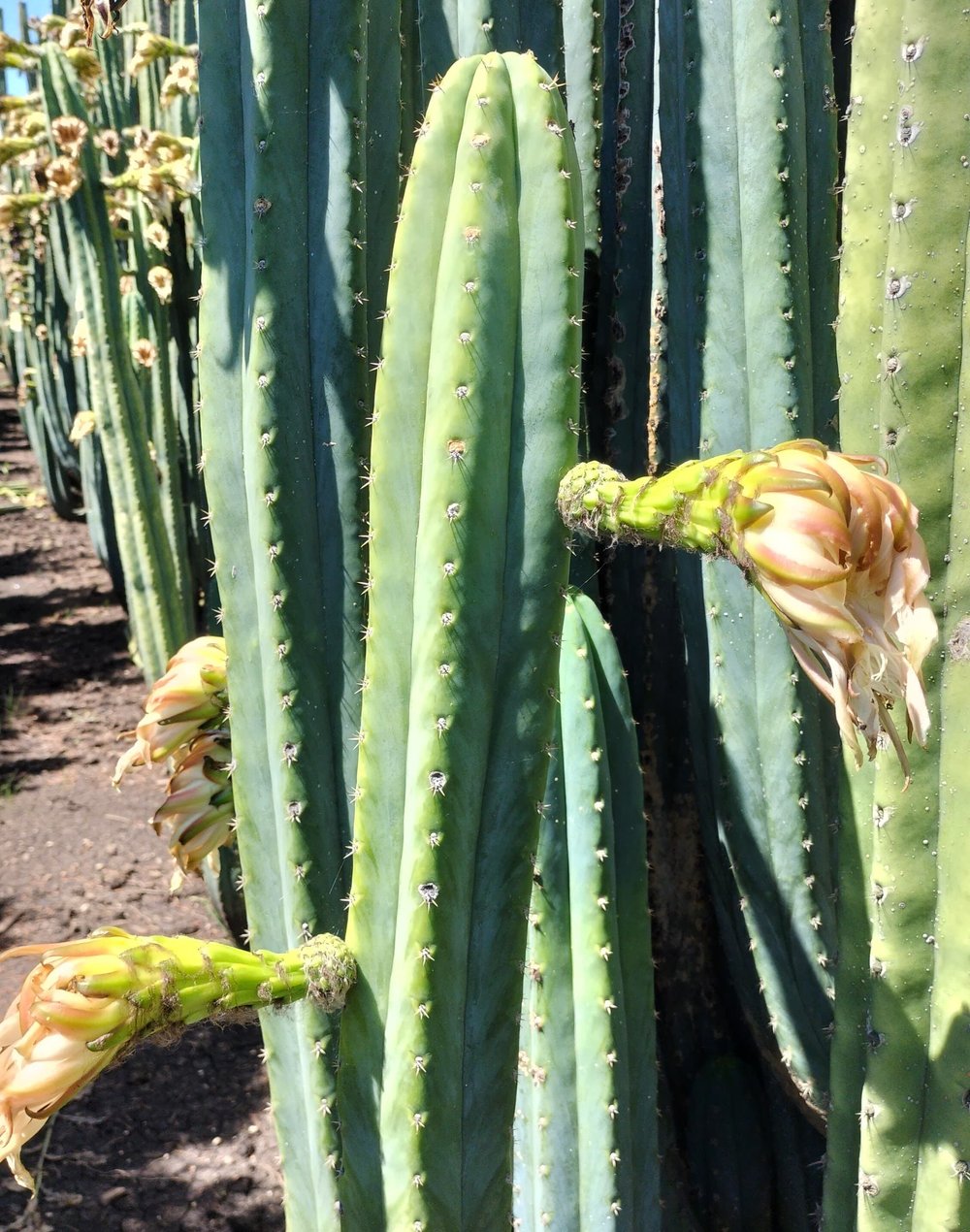 How to Identify San Pedro Cactus (Echinopsis Pachanoi) — Cactus Culture ...