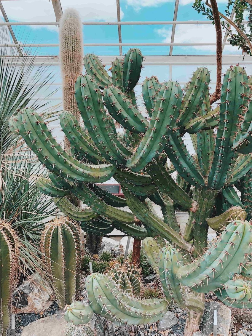 How to Identify San Pedro Cactus (Echinopsis Pachanoi) — Cactus Culture ...