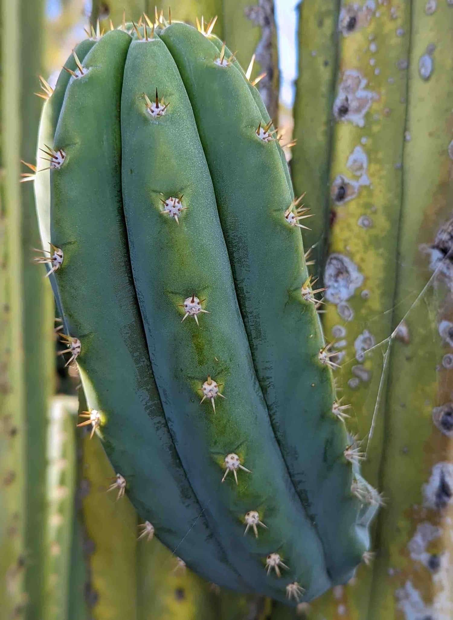 How to Identify San Pedro Cactus (Echinopsis Pachanoi) — Cactus Culture ...