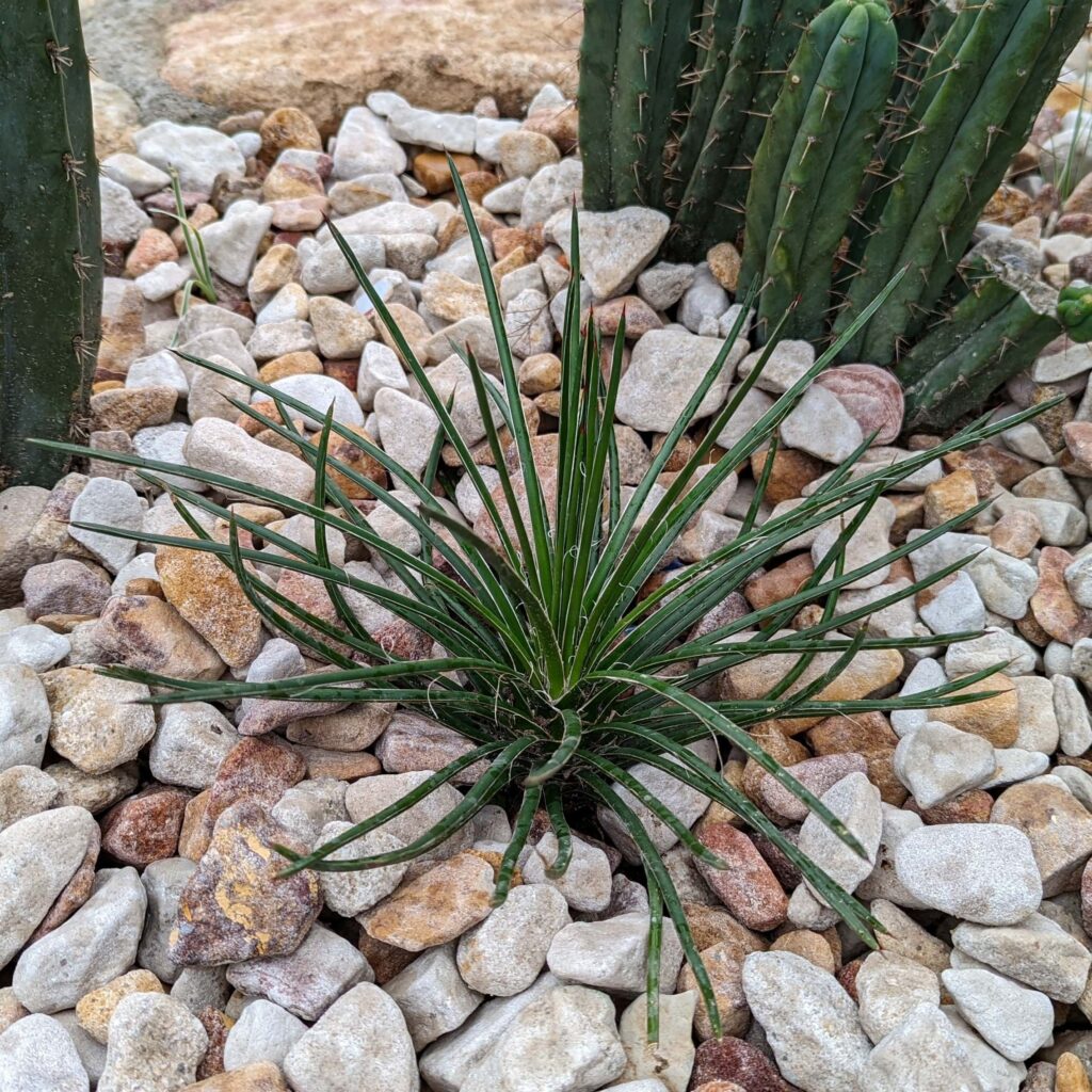 Buy Agave geminiflora online - Cactus Culture Australia