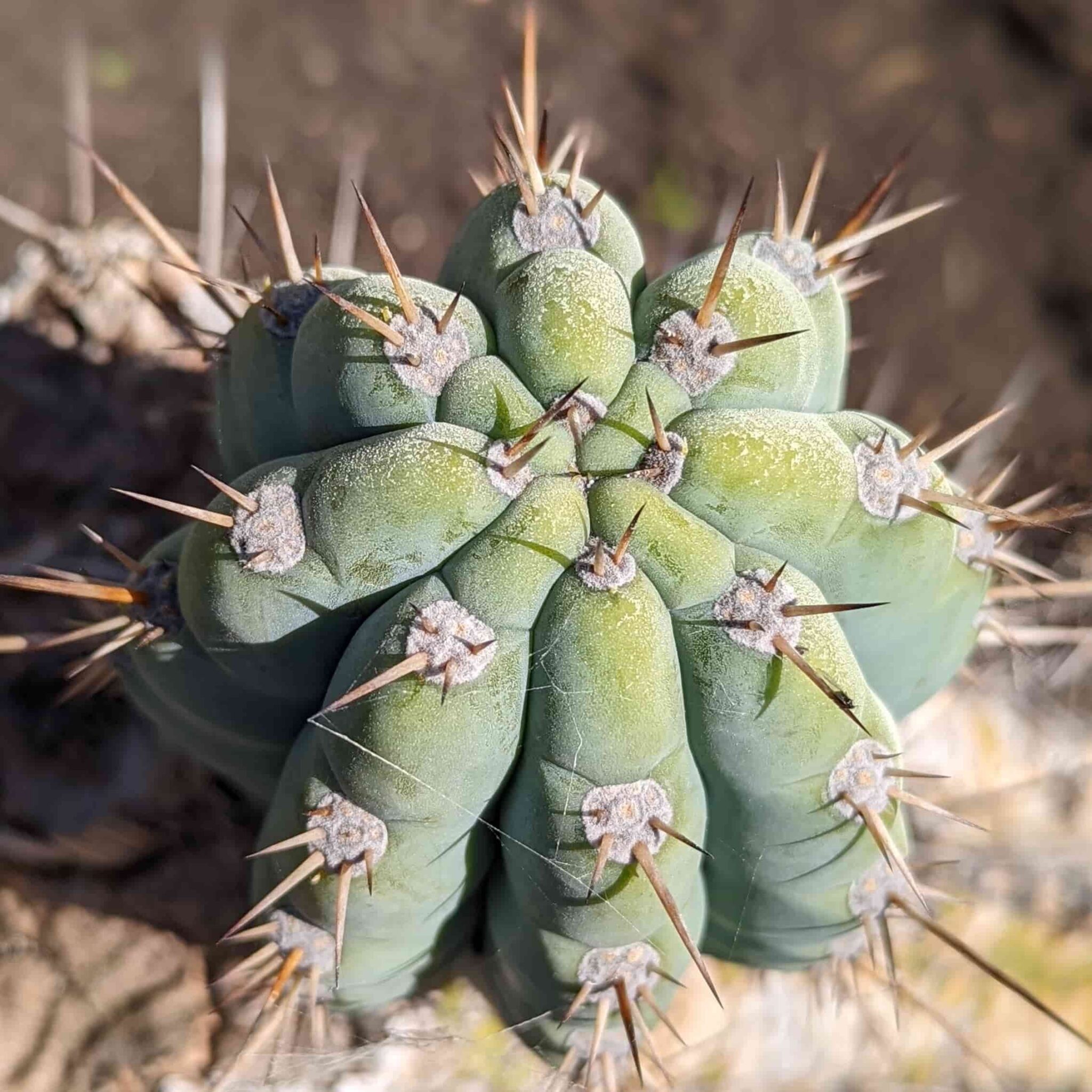 Peruvian Torch (Echinopsis peruviana) Seeds - Cactus Culture Australia