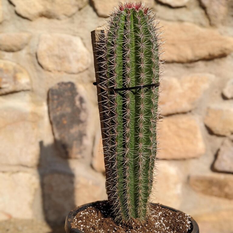 Mexican Giant Cardón (Pachycereus pringlei) - Cactus Culture Australia